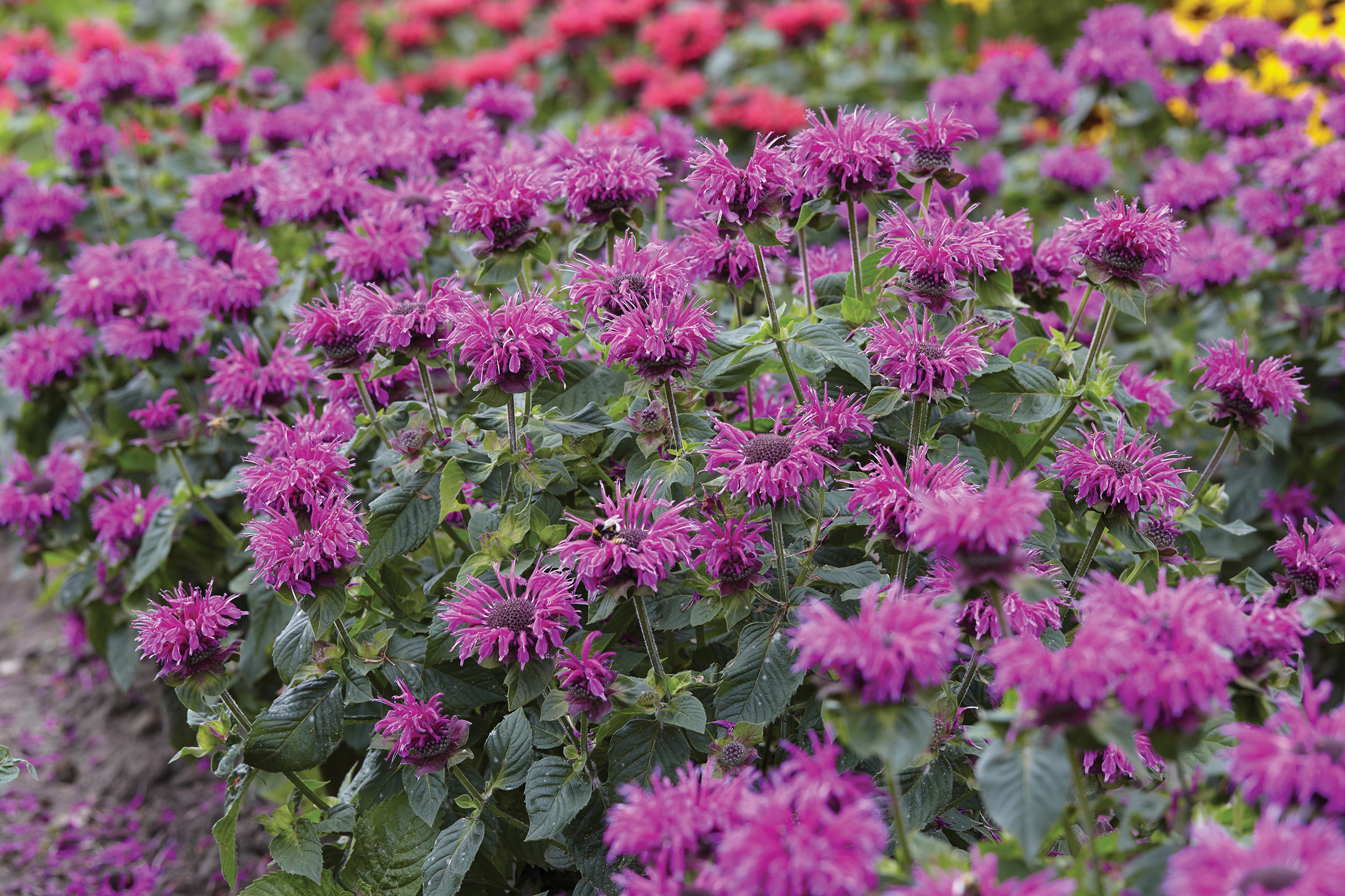 Monarda Bee-You Bee Free - Brent & Becky's Bulbs