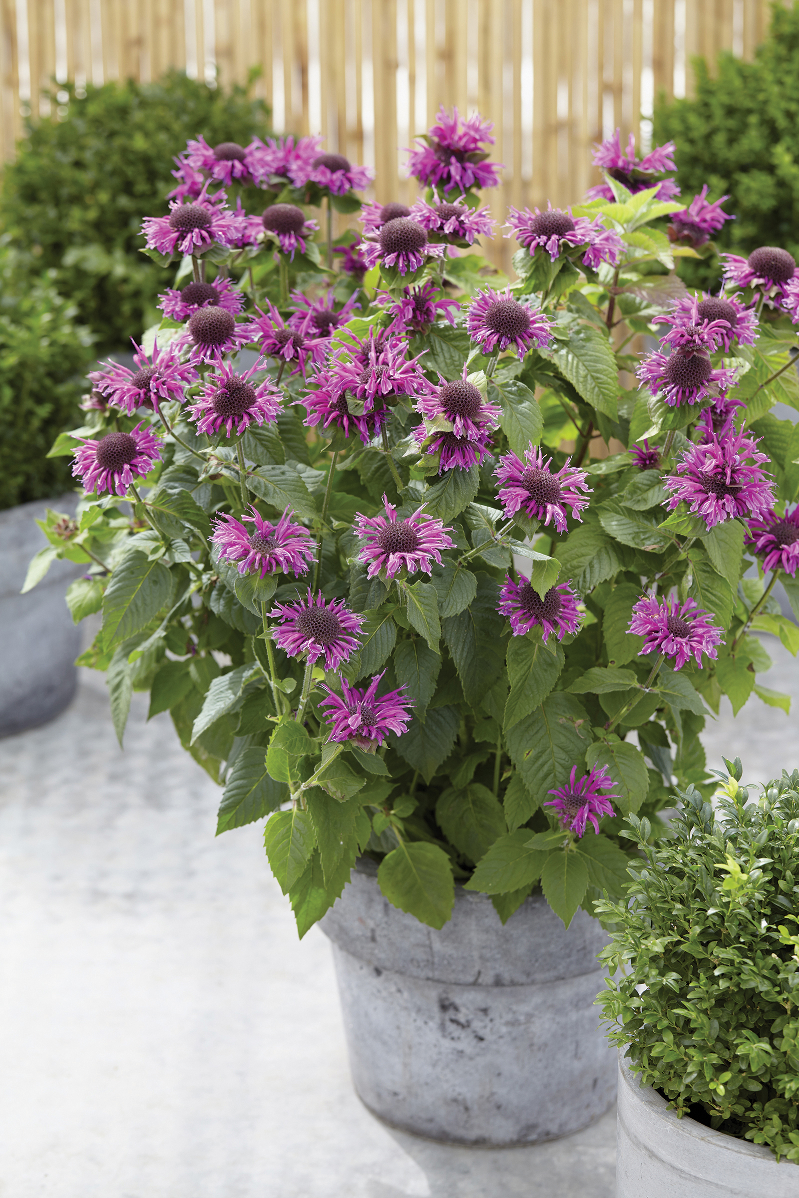 Monarda Bee-You Bee Free - Brent & Becky's Bulbs