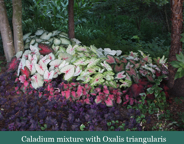 Get Plenty of Bang for Your Buck with Colorful Caladiums! - Brent ...