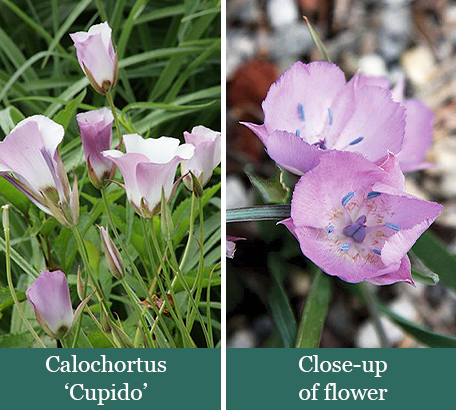Discover American-Native Bulbs - Brent & Becky's Bulbs - Blog