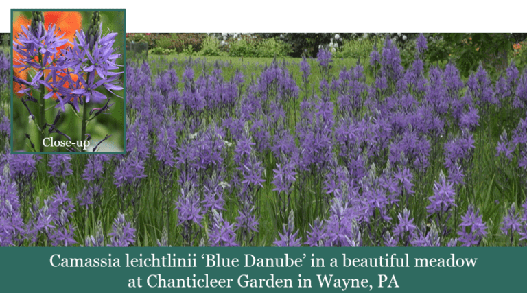 Discover American-Native Bulbs - Brent & Becky's Bulbs - Blog