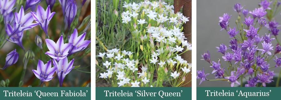 Discover American-Native Bulbs - Brent & Becky's Bulbs - Blog