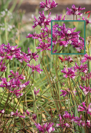 Discover American-Native Bulbs - Brent & Becky's Bulbs - Blog