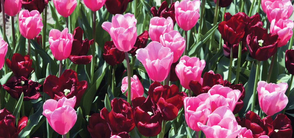 Mixing It Up - Brent & Becky's Bulbs - Blog