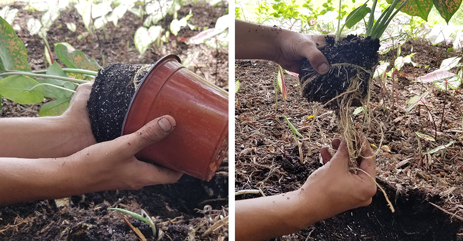 Get Plenty of Bang for Your Buck with Colorful Caladiums! - Brent ...