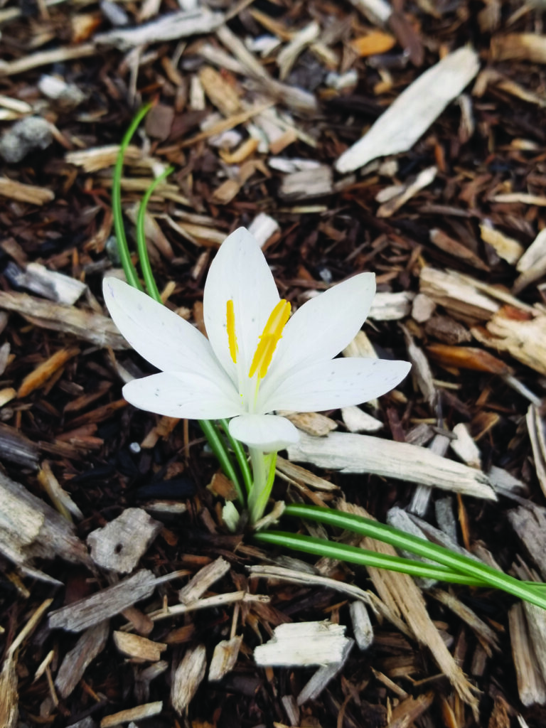 Crocus-Spring - tommasinianus 'Albus' - Brent & Becky's Bulbs