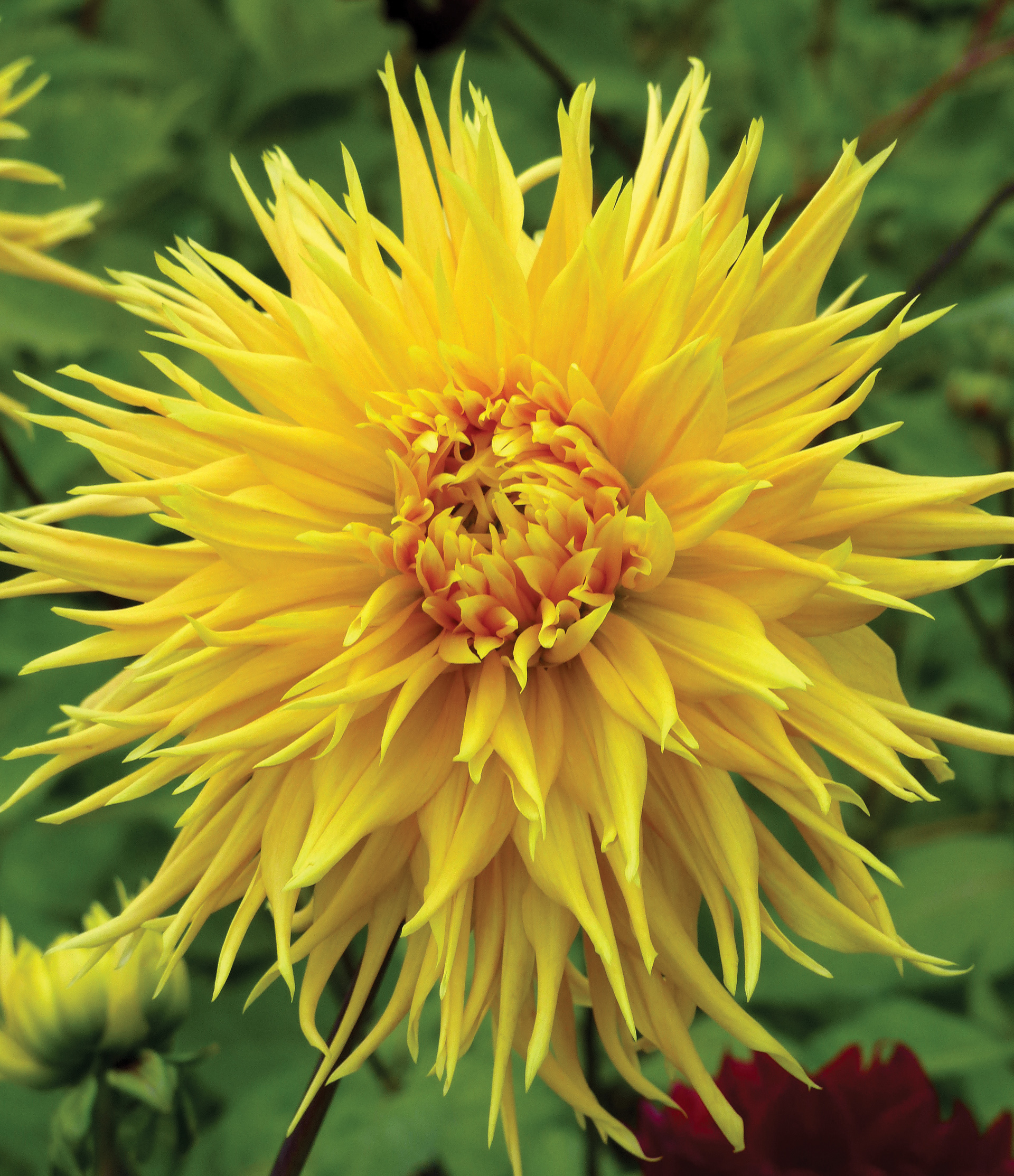 Dahlia Encore - Brent & Becky's Bulbs
