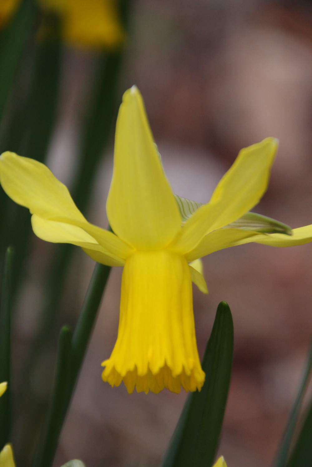 Narcissus - February Gold - Brent & Becky's Bulbs