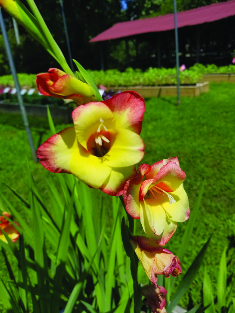 Gladiolus species primulinus Las Vegas - Sword Lily - Brent & Becky's Bulbs