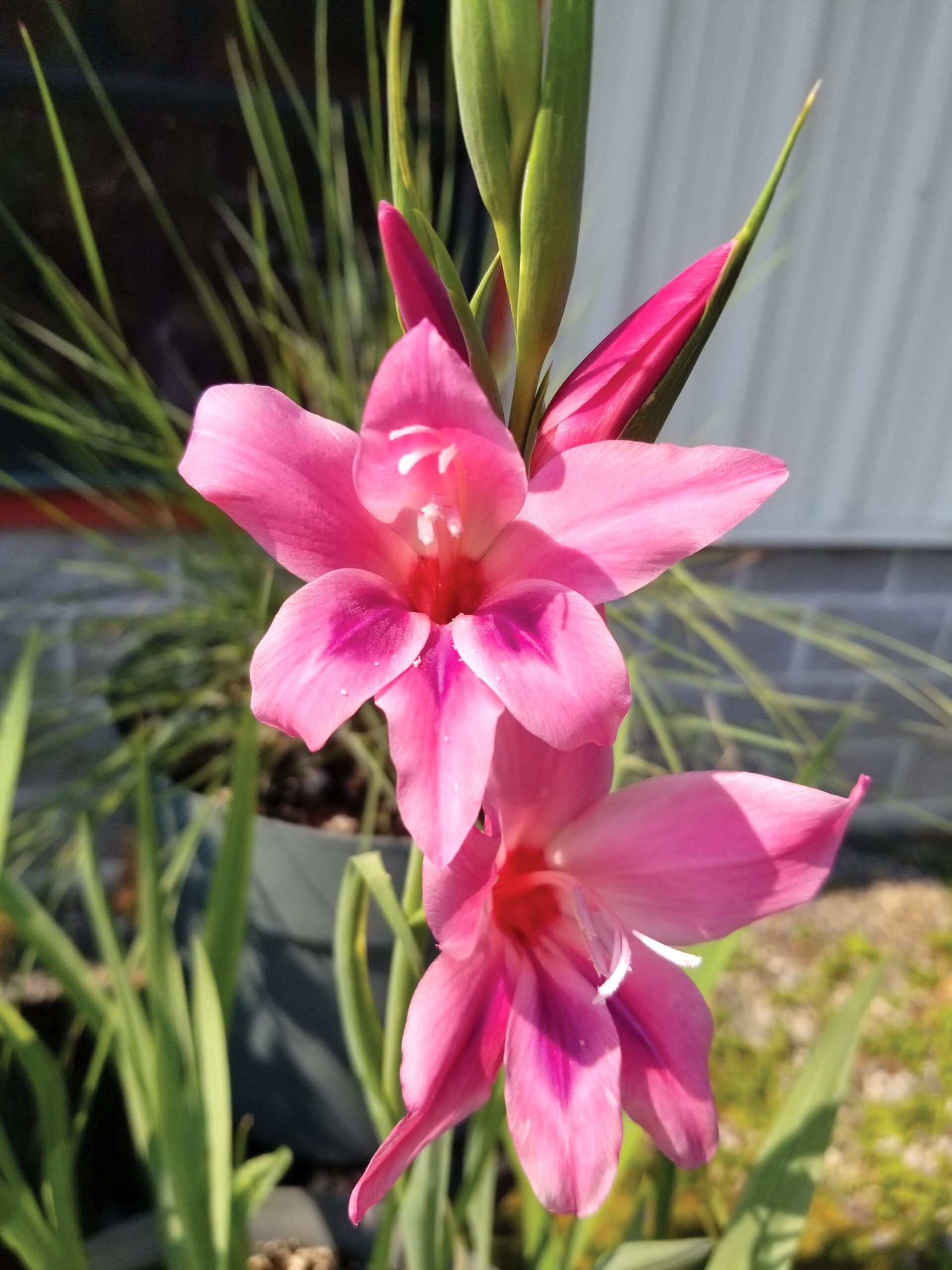 Gladiolus species ramosus Vulcano - Sword Lily - Brent & Becky's Bulbs