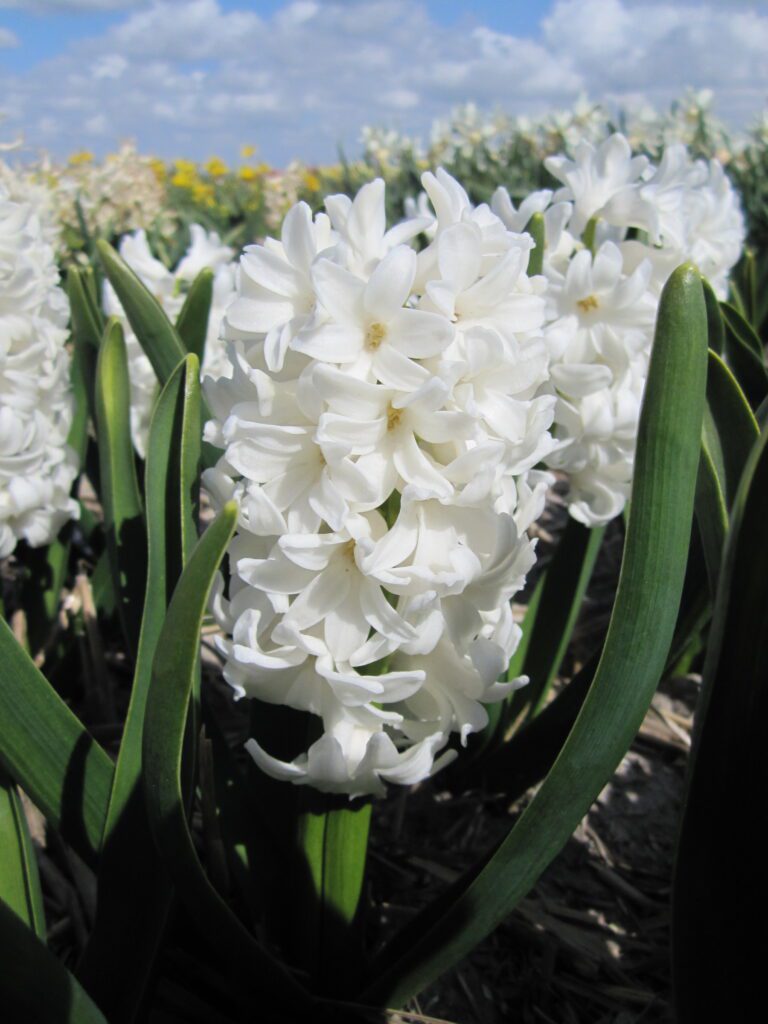 Hyacinthus - orientalis 'White Ideal' - Brent & Becky's Bulbs