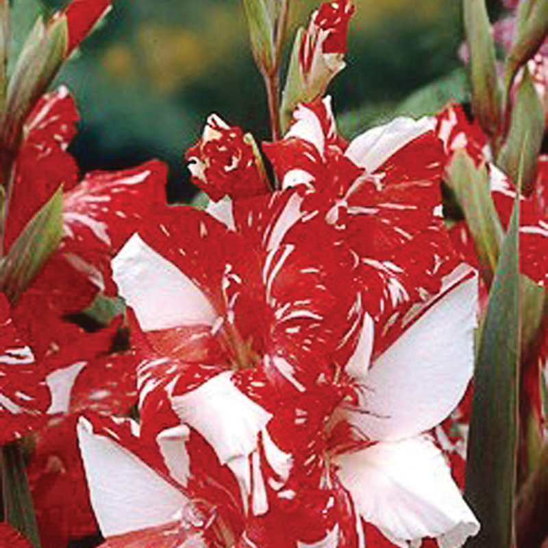 Gladiolus Zizanie - Sword Lily - Brent & Becky's Bulbs