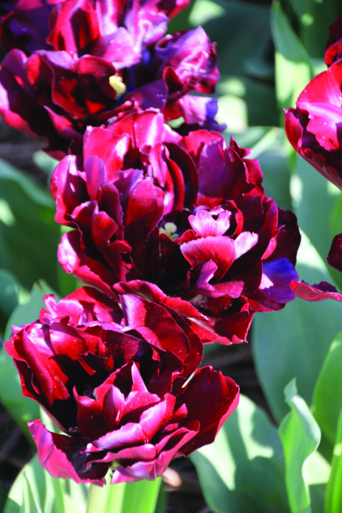 Tulipa - Palmyra - Brent & Becky's Bulbs