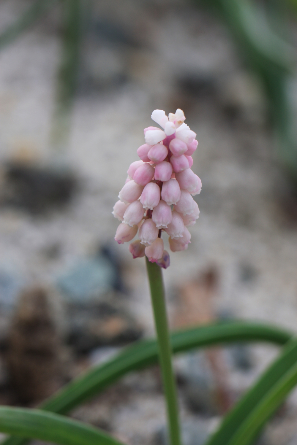 Muscari - Pink Sunrise - Brent & Becky's Bulbs