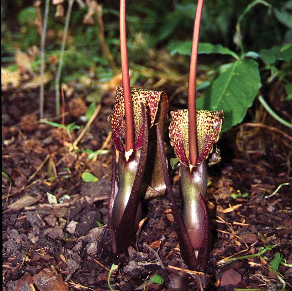 Sauromatum venosum - Brent & Becky's Bulbs