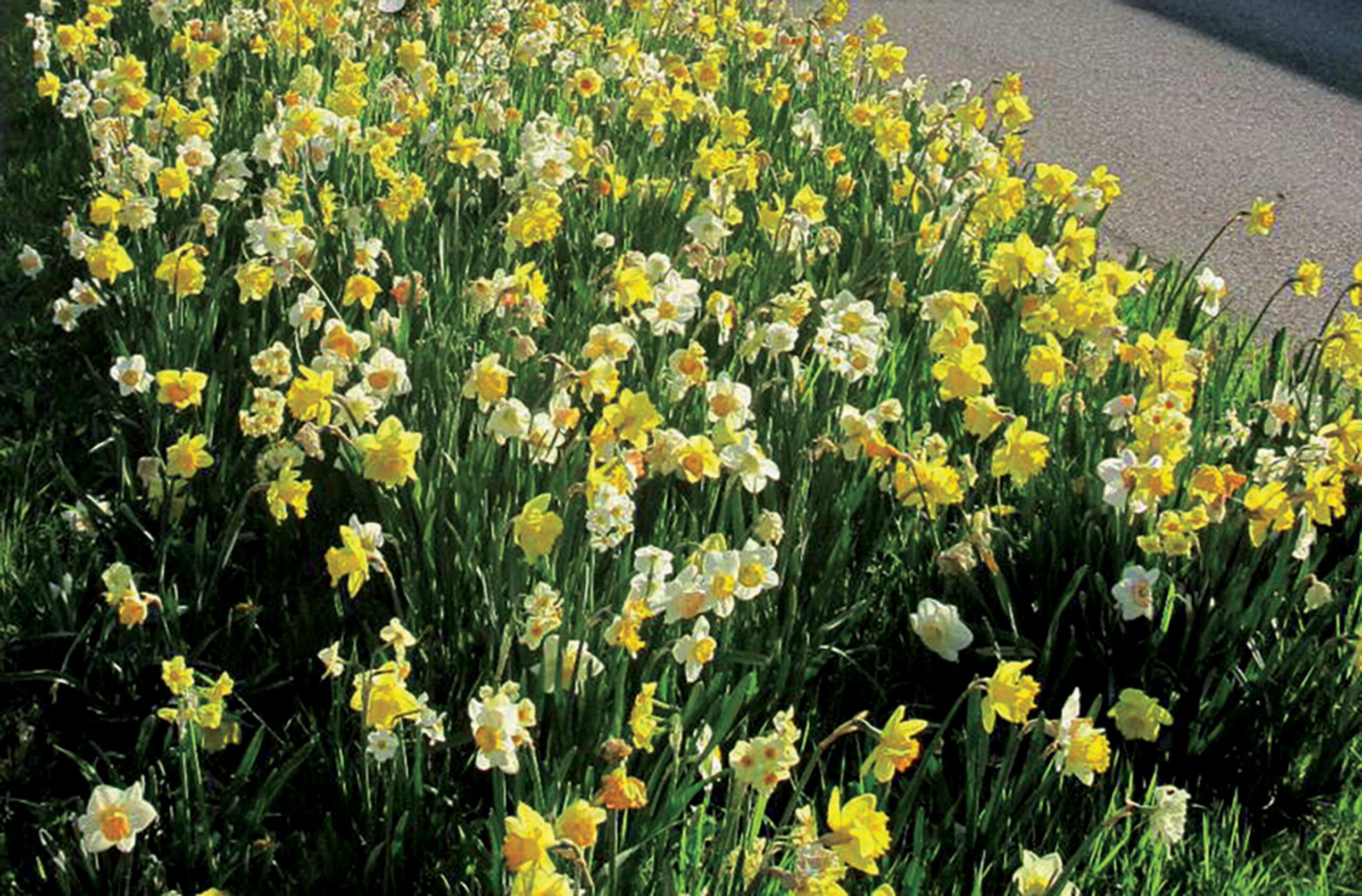 Daffodil Mix for the South (Bulk) - Brent & Becky's Bulbs