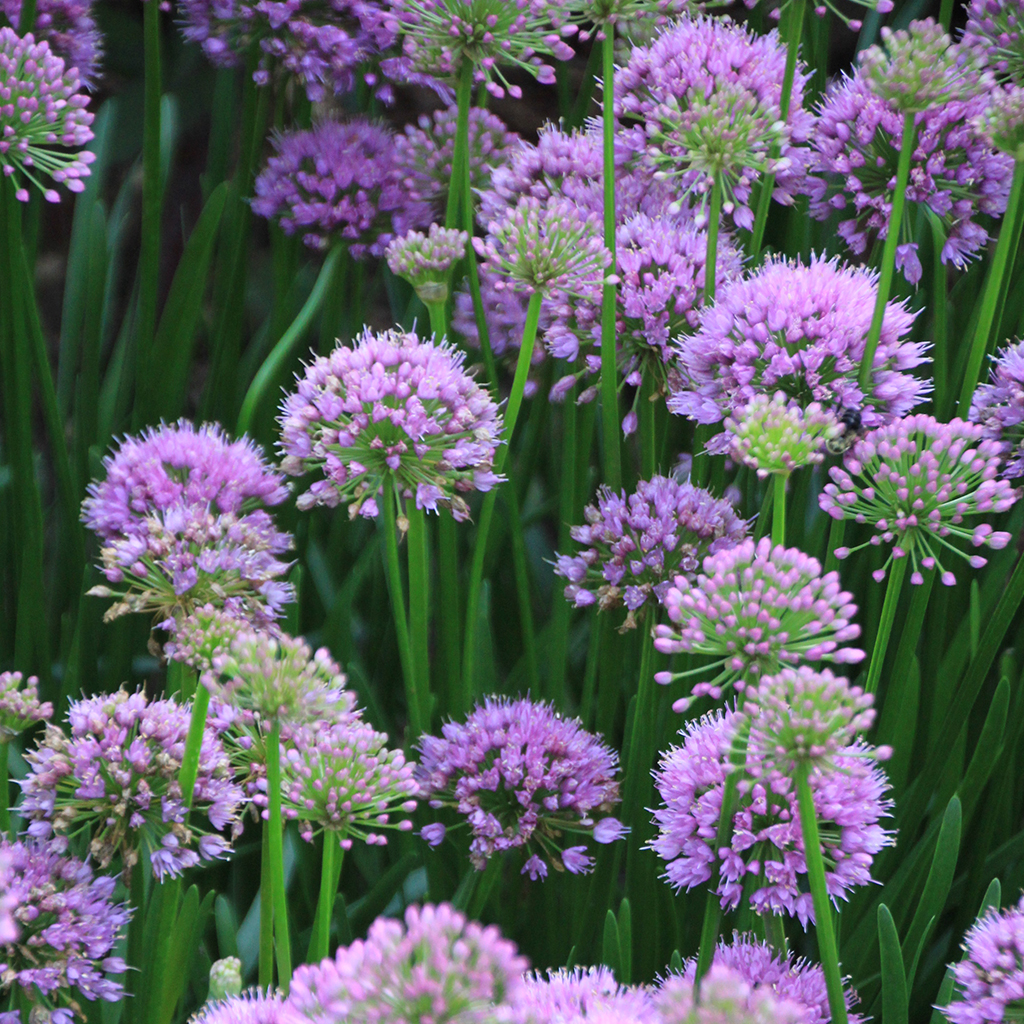 Allium Millenium - Brent & Becky's Bulbs