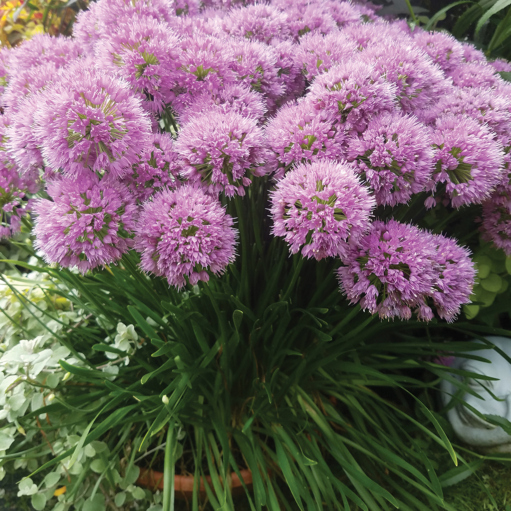 Allium Millenium - Brent & Becky's Bulbs