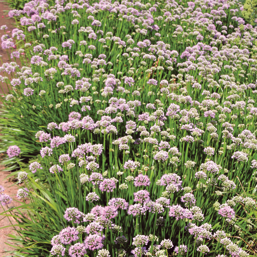 Allium Millenium - Brent & Becky's Bulbs