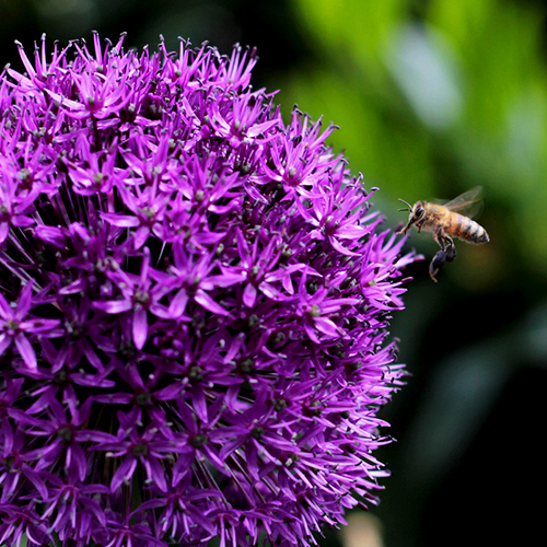 Top 3 Bulb Collections for Pollinators - Brent & Becky's Bulbs - Blog