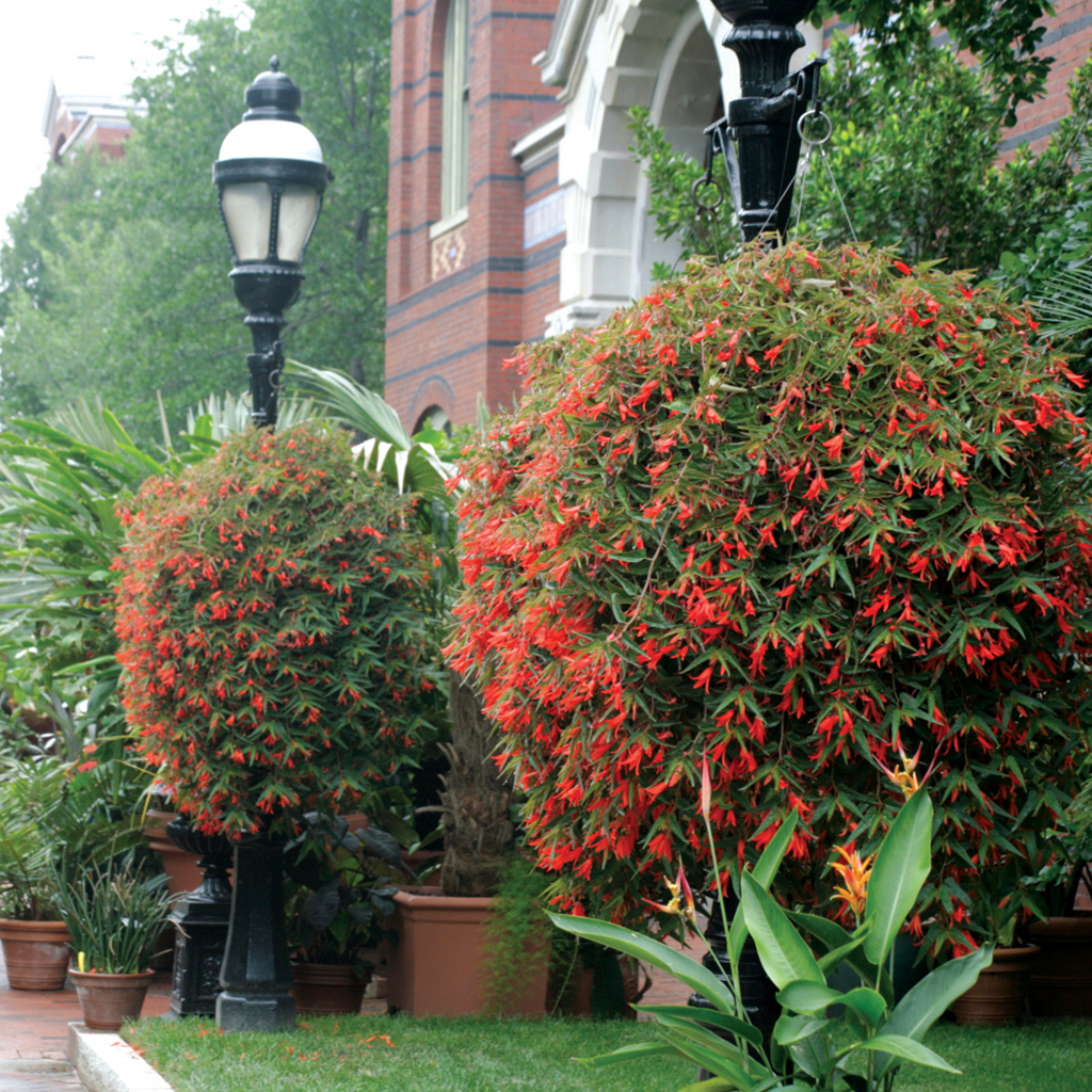 Begonia boliviensis Bertini - Brent & Becky's Bulbs