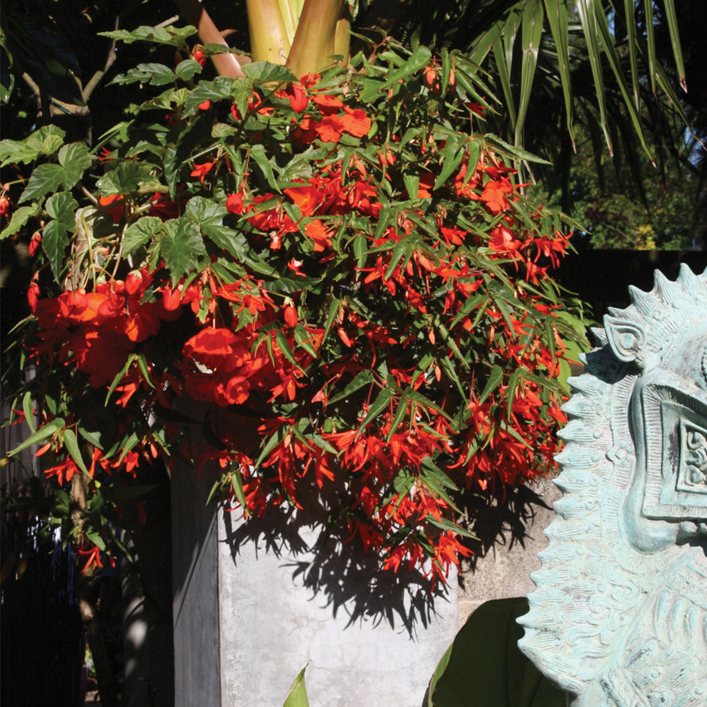 Begonia boliviensis Bertini - Brent & Becky's Bulbs