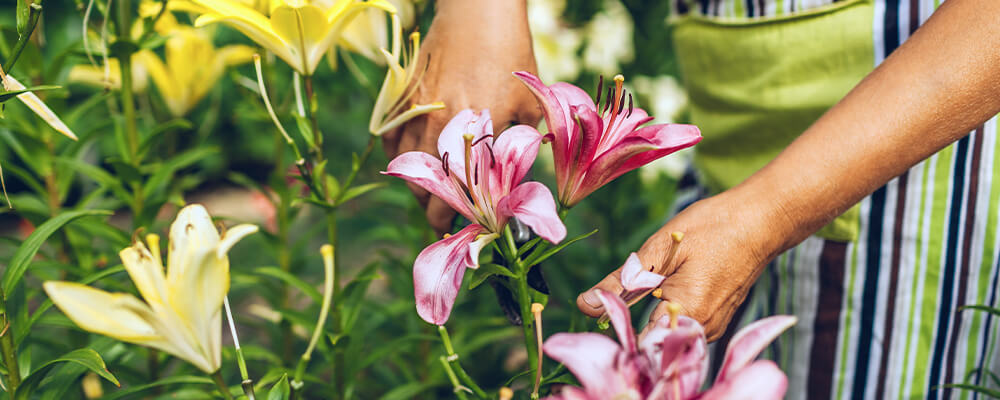 How to Have Lovely Lilies in Bloom All Summer Long - Brent & Becky's ...