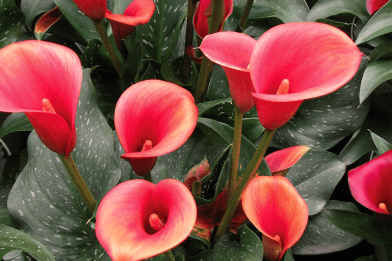 Calling All Calla Lily Lovers! - Brent & Becky's Bulbs - Blog