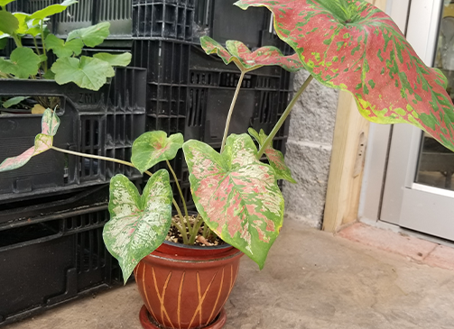 Get Plenty of Bang for Your Buck with Colorful Caladiums! - Brent ...
