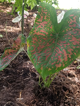 Get Plenty of Bang for Your Buck with Colorful Caladiums! - Brent ...