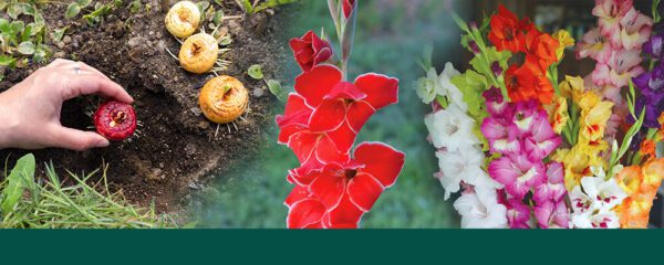 Glorious Gladiolus: How To Plant, Grow, and Keep Them Blooming - Brent ...