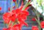 Glorious Gladiolus: How To Plant, Grow, and Keep Them Blooming - Brent ...