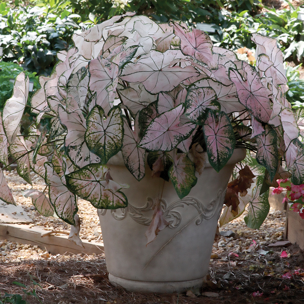 Caladium Pink Splash - Brent & Becky's Bulbs