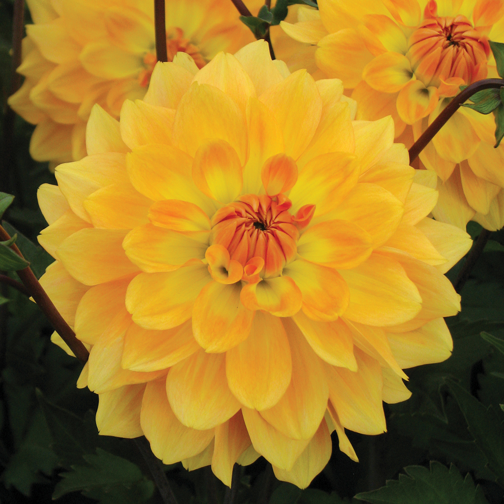 Dahlia Karma Gold - Brent & Becky's Bulbs