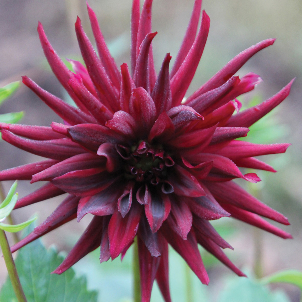 Dahlia Nuit d'Ete - Brent & Becky's Bulbs