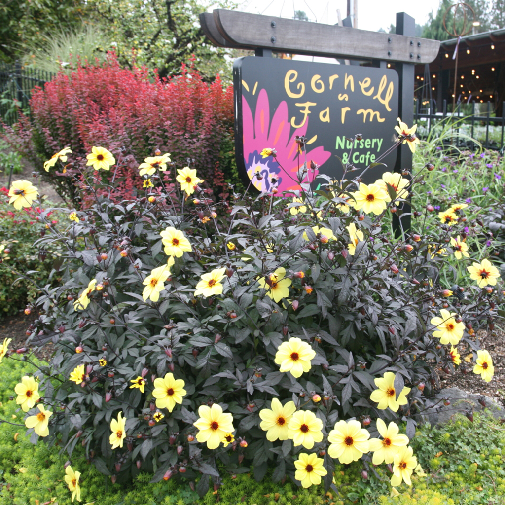 Dahlia Taxi Driver - Brent & Becky's Bulbs