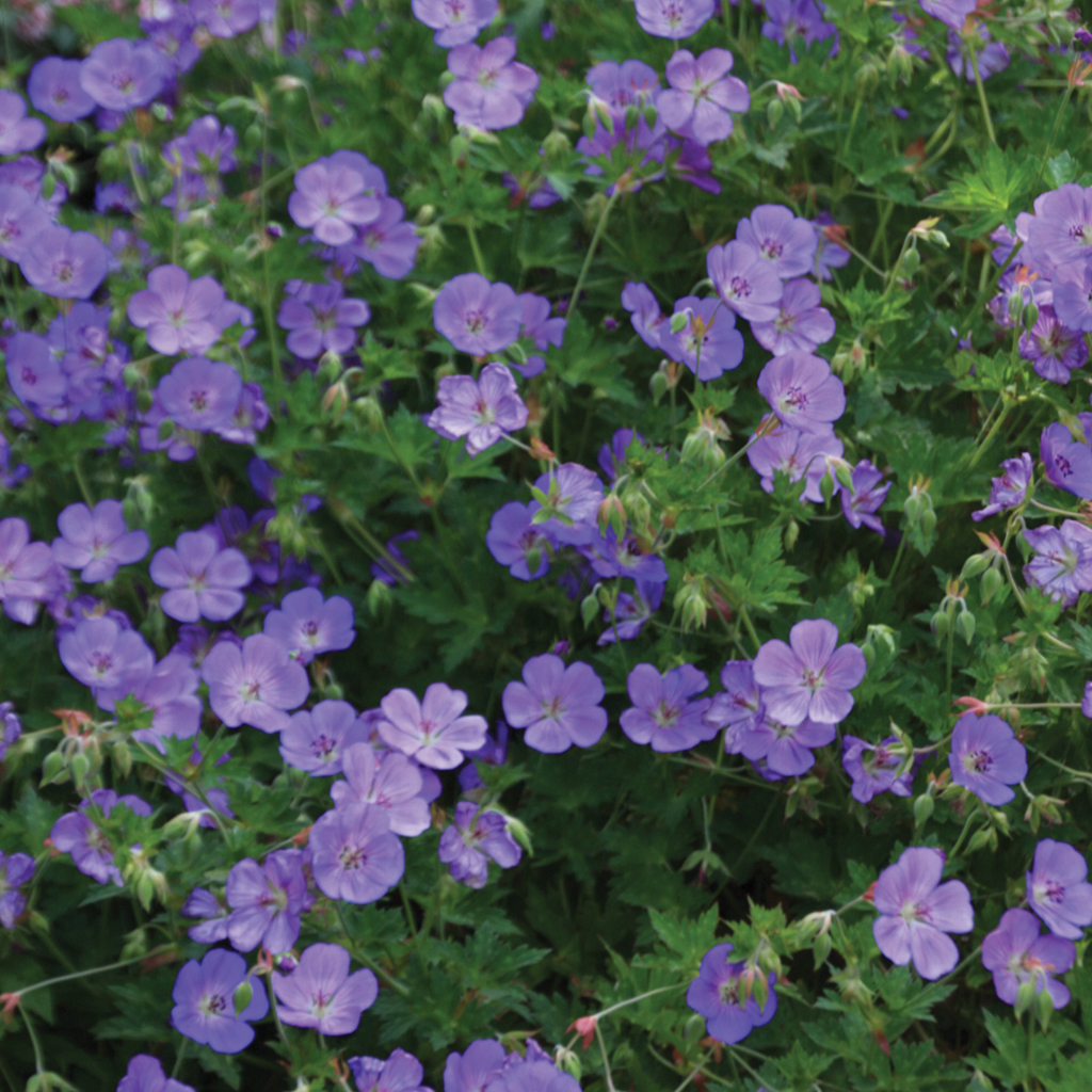 Geranium Rozanne - Brent & Becky's Bulbs