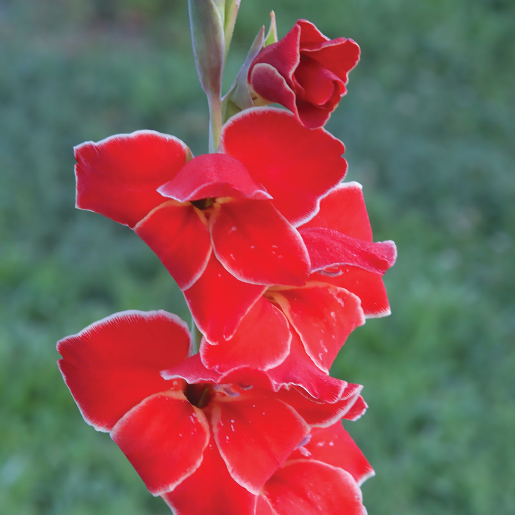 Gladiolus species primulinus 'Atomic' - Sword Lily - Brent & Becky's Bulbs