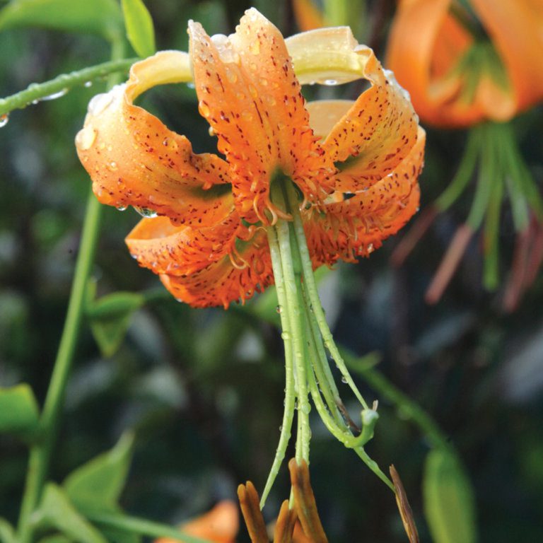 Lilium henryi - Species Lily - Brent & Becky's Bulbs