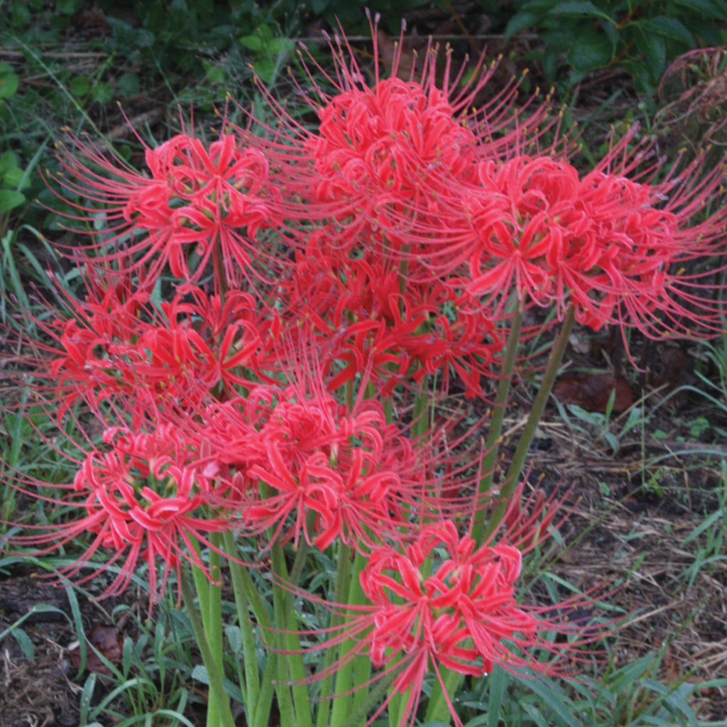 Lycoris radiata - Spider or Hurricane Lily - Brent & Becky's Bulbs